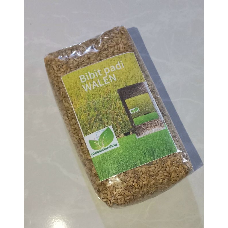 Jual padi beras putih walen original pilihan 1 kg | Shopee Indonesia
