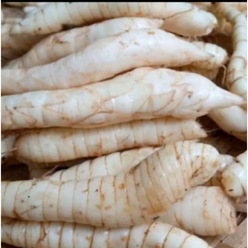 Jual Umbi Garut segar fresh 1 kg kilogram | Shopee Indonesia