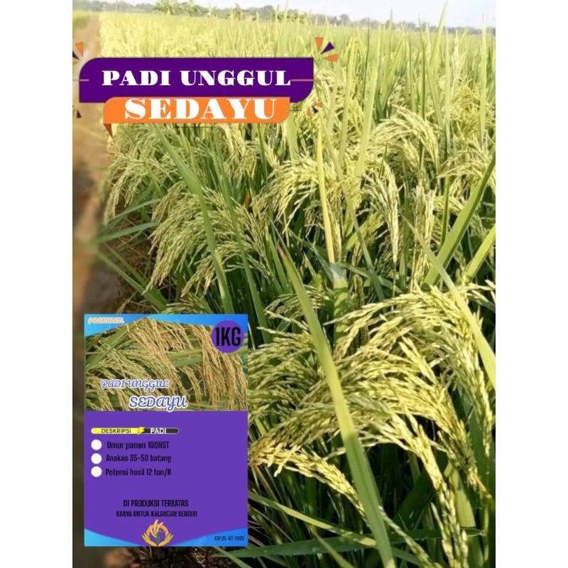 Jual BENIH PADI UNGGUL TERBAIK SEDAYU 1KG | Shopee Indonesia