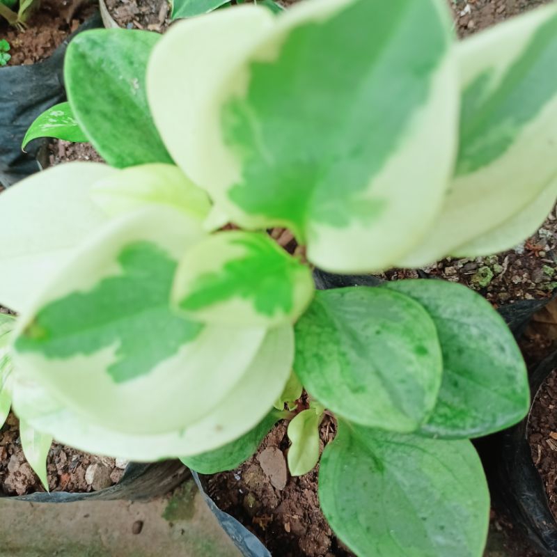 Jual Tanaman hias paperomia varigata teplan varigata | Shopee Indonesia