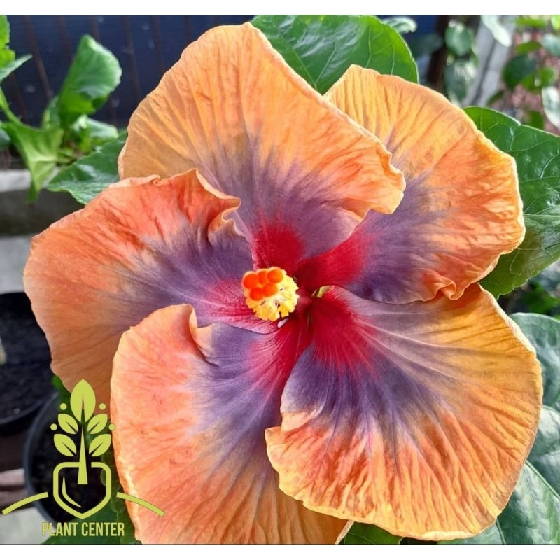 Jual Tanaman Hias Pohon Kembang Bunga Sepatu Hibiscus Universe ...