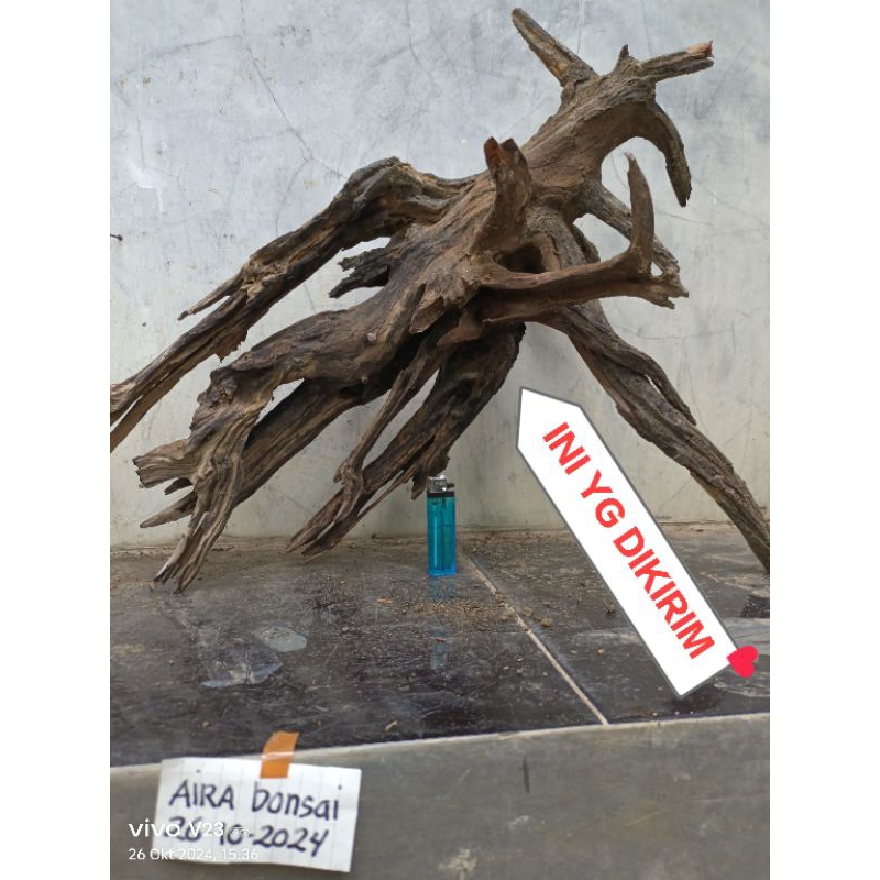 Jual kayu rentek besar untuk aquascape Aquarium | Shopee Indonesia