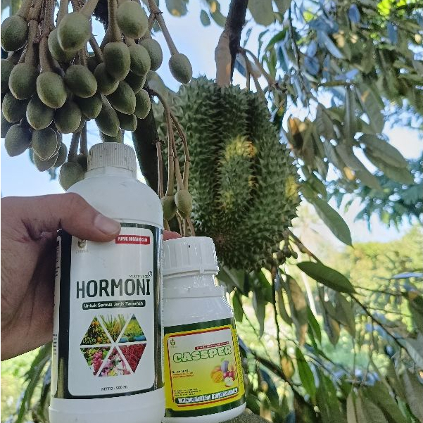 Jual CETROS [ PAKET PELEBAT BUAH ] Zpt Cassper dan Pupuk Hormoni ...