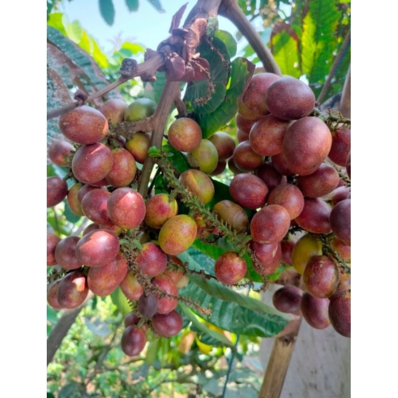 Jual MATOA/MATTOA/MATOAK ASLI MANIS DAN FRESH 2-5KG | Shopee Indonesia