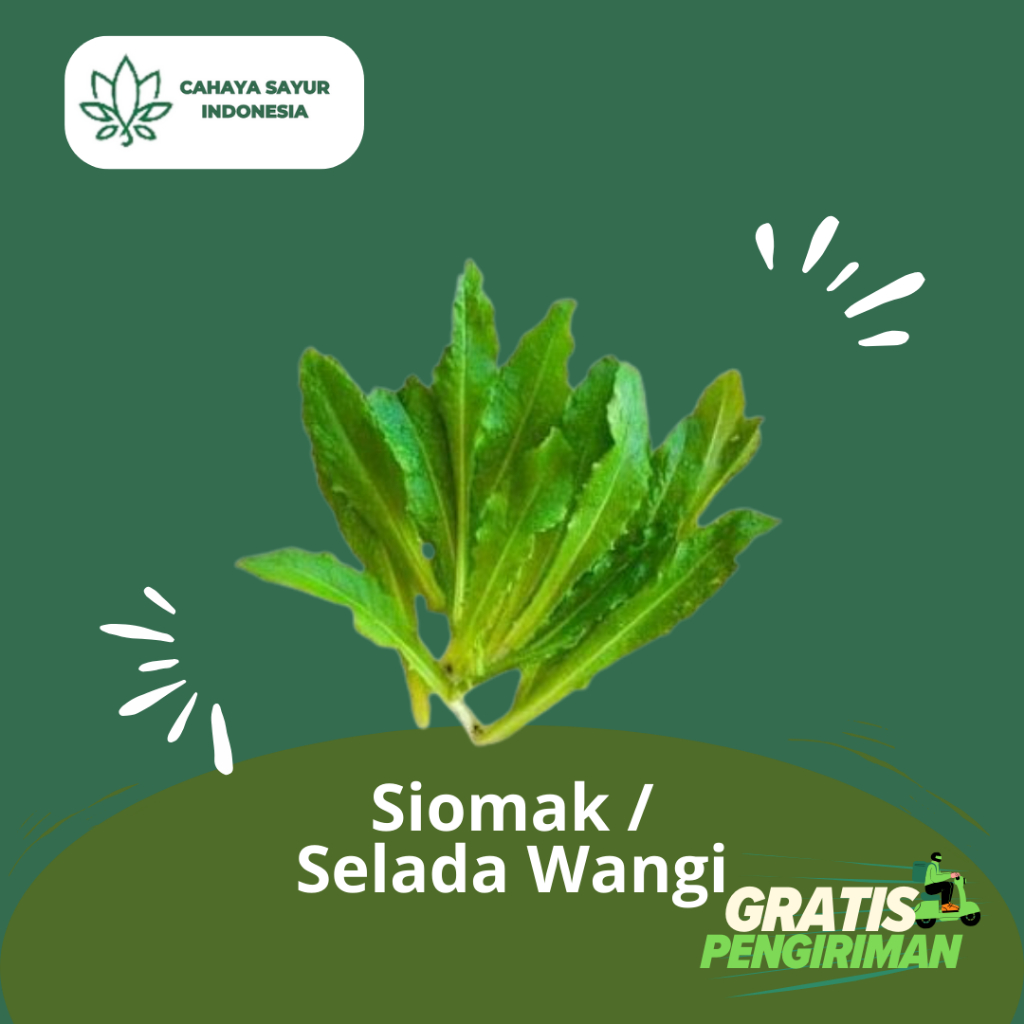 Jual Sayur Siomak / Selada Wangi Segar 1KG + Gratis Ongkir | Shopee ...