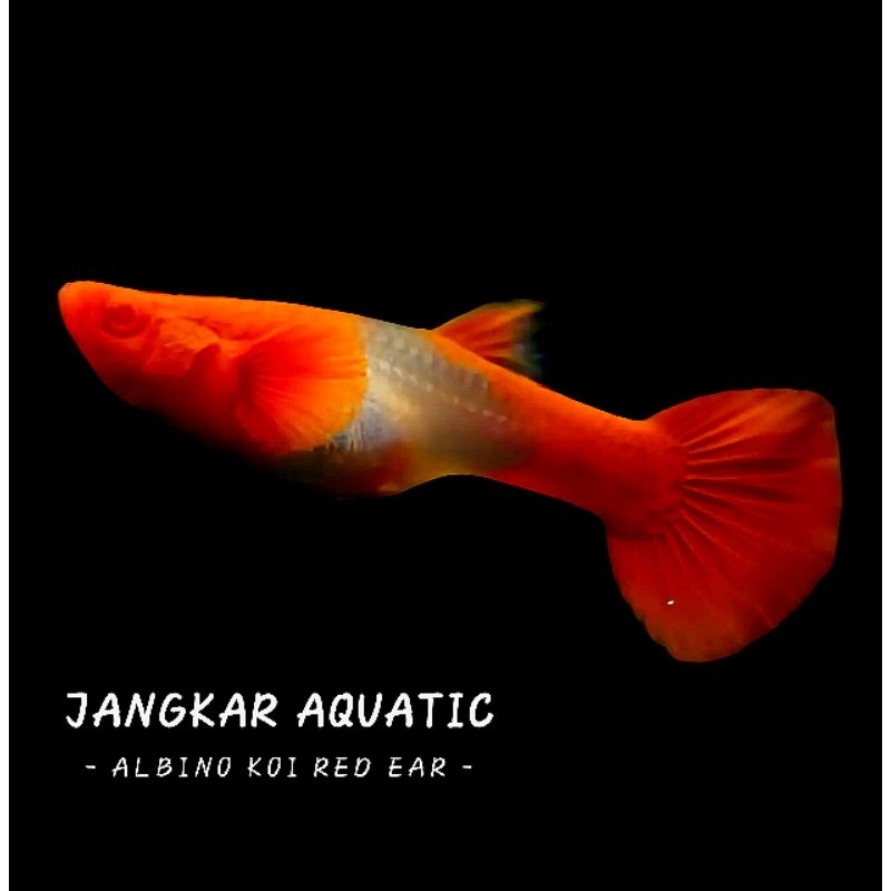 Jual Obat ikan guppy - Albino Koi gen red ear & red ear | Shopee Indonesia