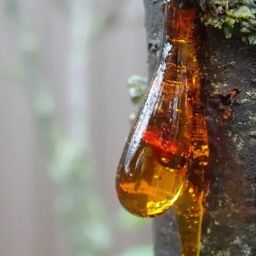 Jual GETAH POHON DAMAR PREMIUM | Shopee Indonesia