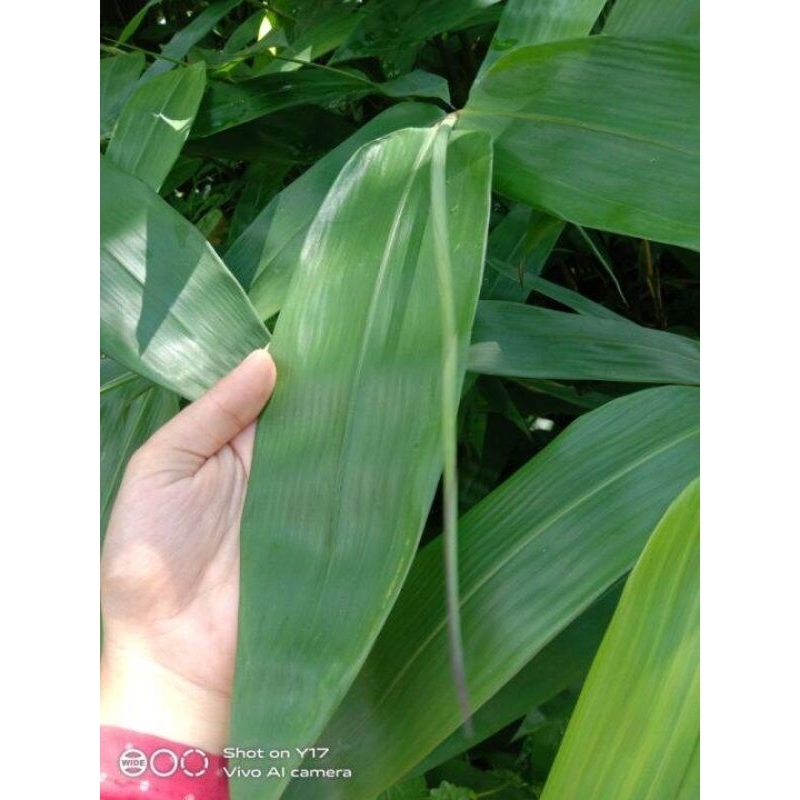 Jual Daun bambu lebar /100 lembar murah | Shopee Indonesia