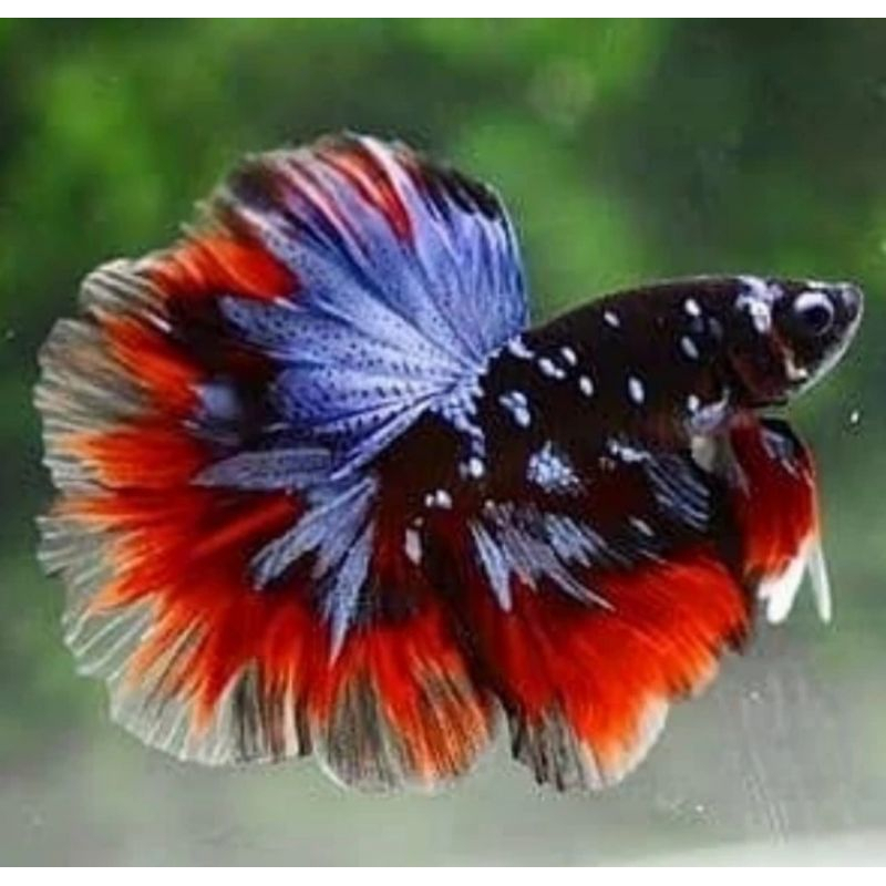 Jual ikan cupang avatar - cupang avatar halfmoon - cupang hm avatar ...