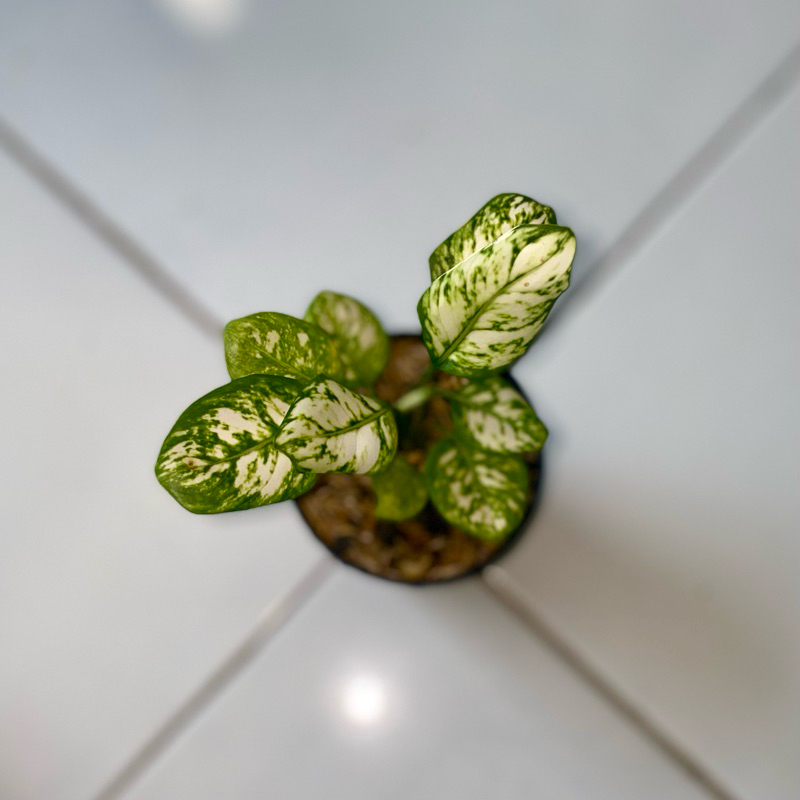 Jual Aglaonema Dud white | Shopee Indonesia