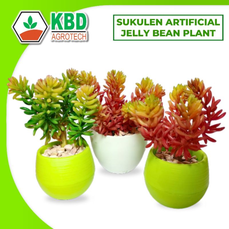 Jual POT MINI SUKULEN ARTIFICIAL JELLY BEAN PLANT - TANAMAN HIAS ...