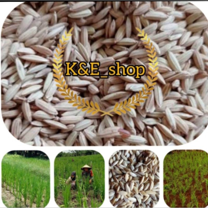 Jual Benih padi huma benih padi darat padi ladang 250 gram | Shopee ...