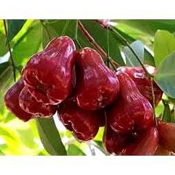 Jual bibit jambu air citra jambu merah jambu air manis ASLI Hasil ...