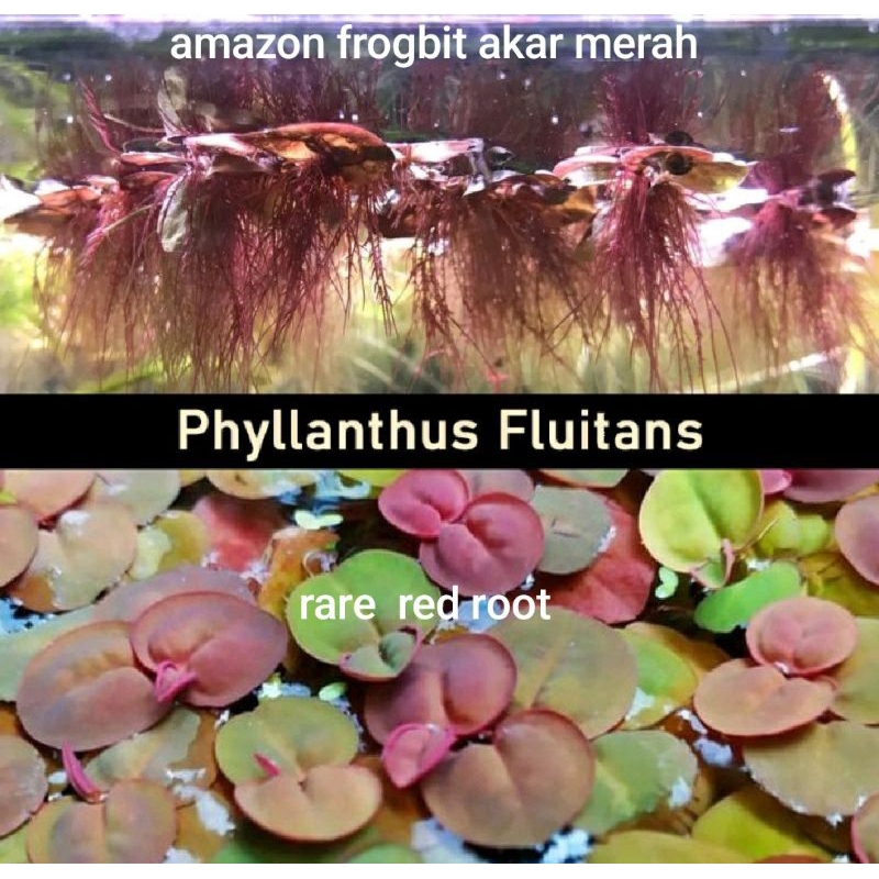 Jual amazon frogbit akar merah tanaman air apung | Shopee Indonesia