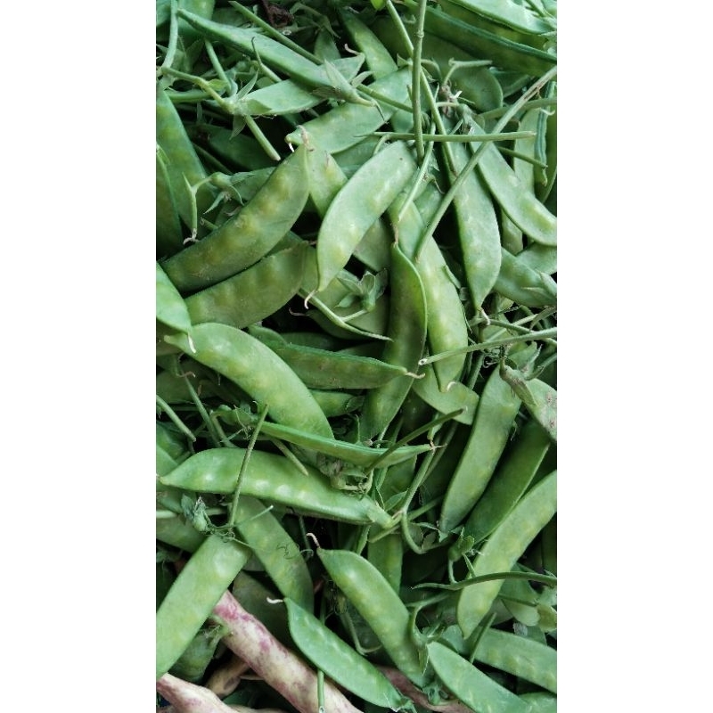 Jual Kacang Kapri Terlengkap & Harga Terbaru Mei 2026 | Shopee Indonesia