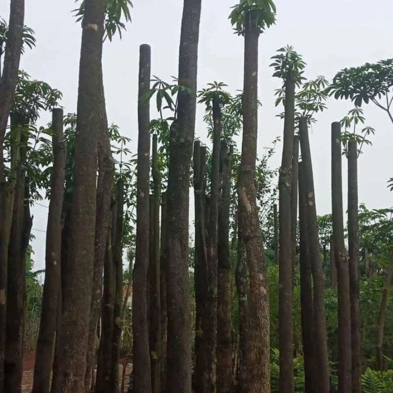 Jual Pohon pule tunggal/pohon pulai | Shopee Indonesia