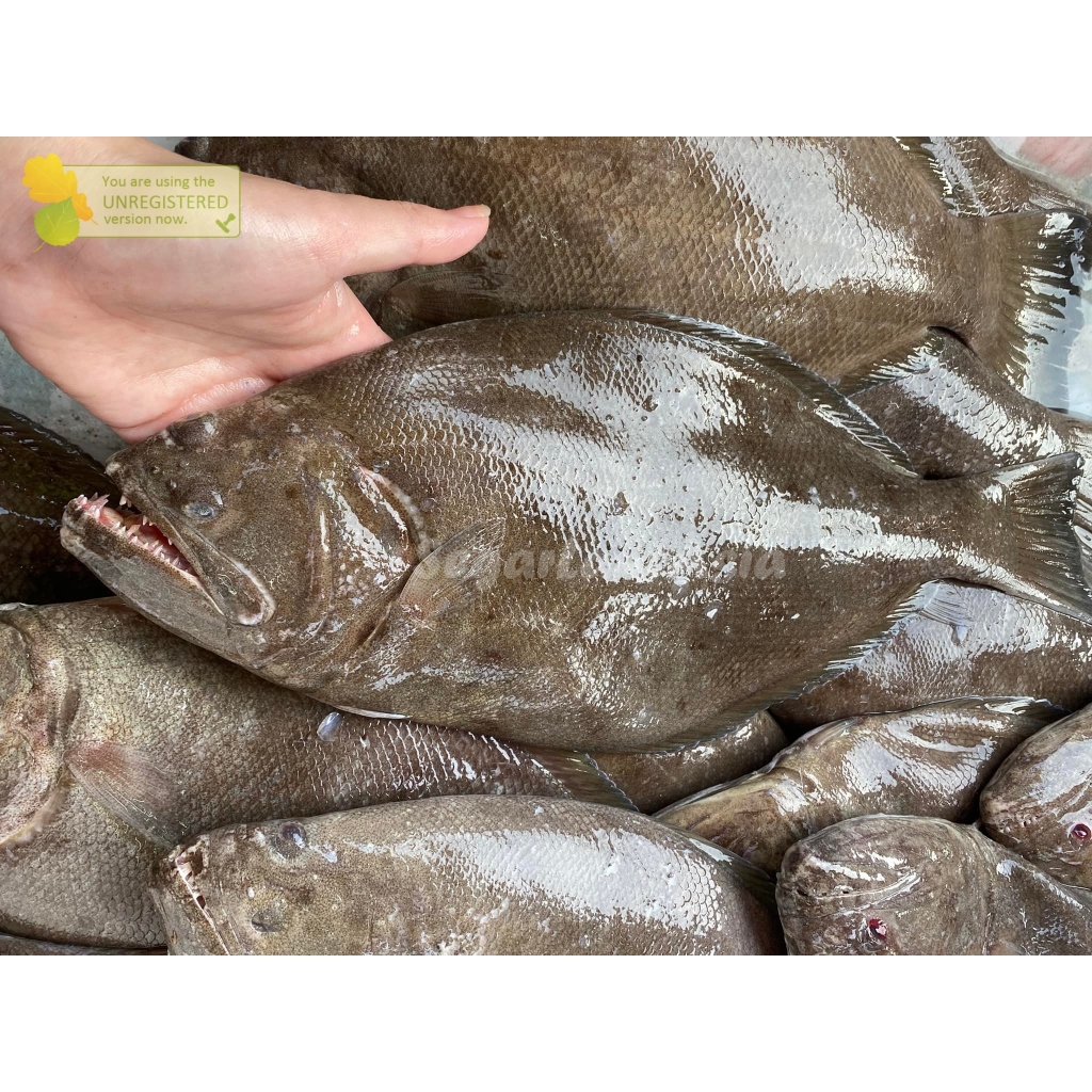 Jual Ikan Sebelah Segar Ikan Sebelah FlatFish Ikan Laut Basah Segar ...