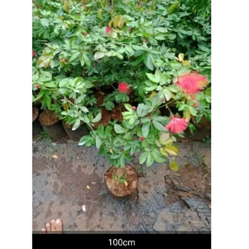Jual Tanaman kaliandra bunga merah, Tinggi 50-100 cm+pohon calliandra ...