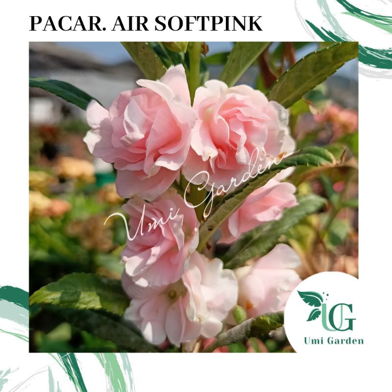 Jual 50 Biji Benih Bunga Pacar Air Softpink Impatiens Rose Balsamina ...