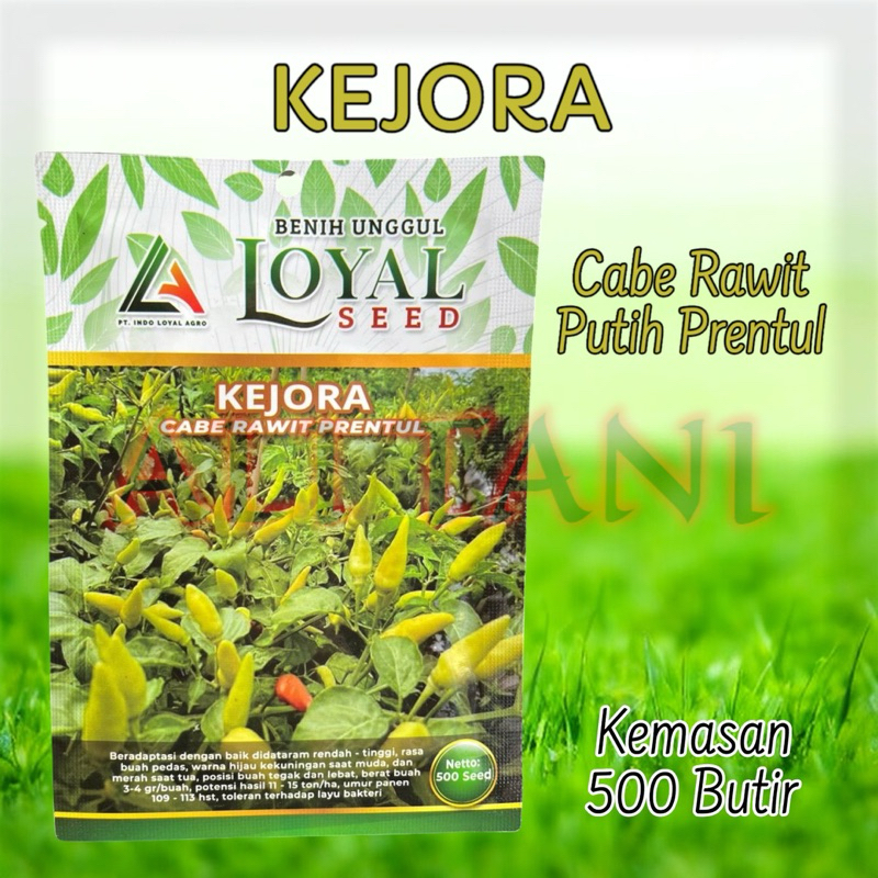 Jual BENIH CABE RAWIT PRENTUL KEJORA / BIBIT CABE PRENTUL KEJORA CAP ...