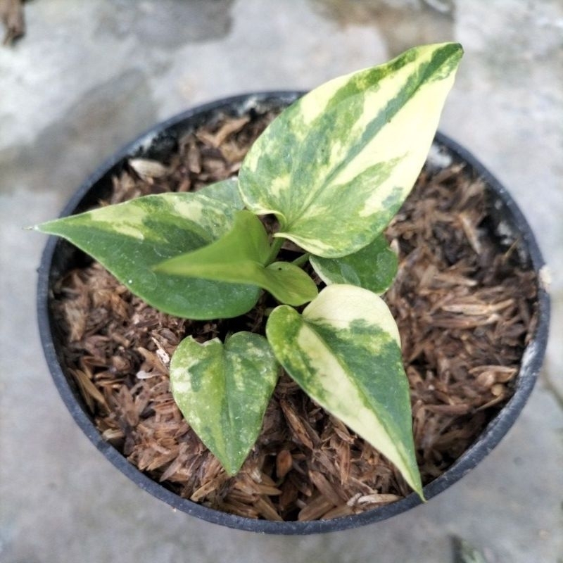 Jual tanaman hias antorium obor varigata | Shopee Indonesia