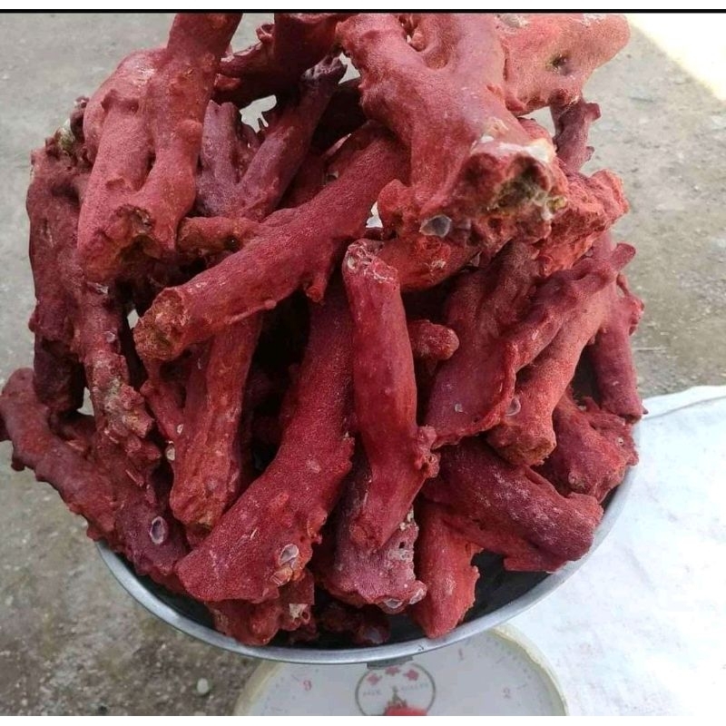 Jual mentahan batu permata Marjan merah lokal super berkualitas 1kg ...