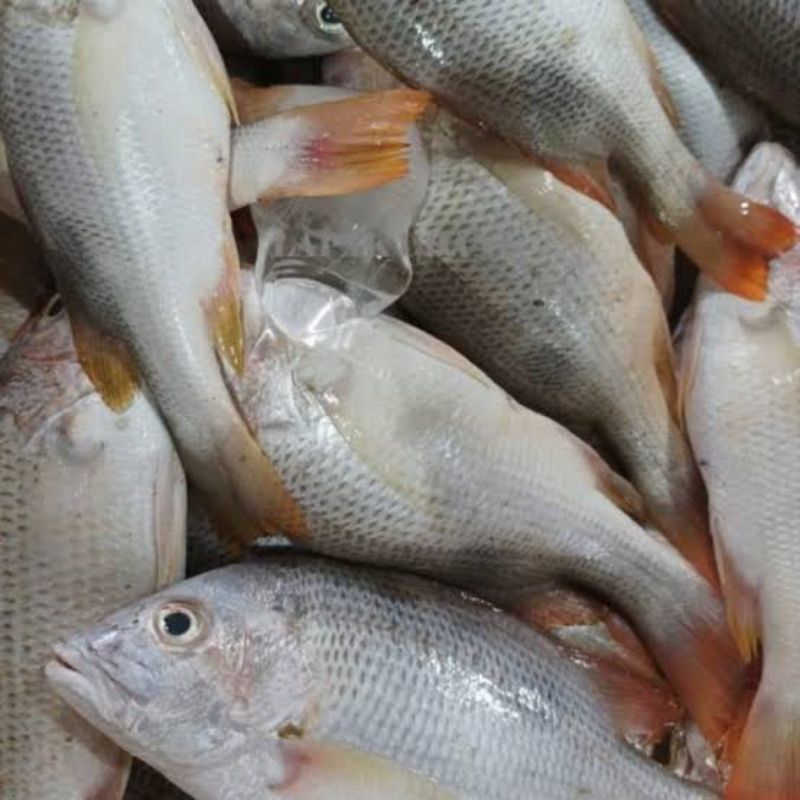 Jual Ikan Kakap Jenaha Segar Seafood Hasil Laut Segar 1 Kg | Shopee ...