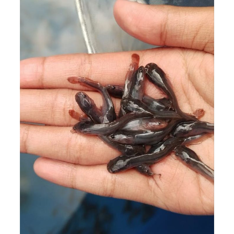 Jual paket benih lele isi 100 khusus Jawa timur | Shopee Indonesia