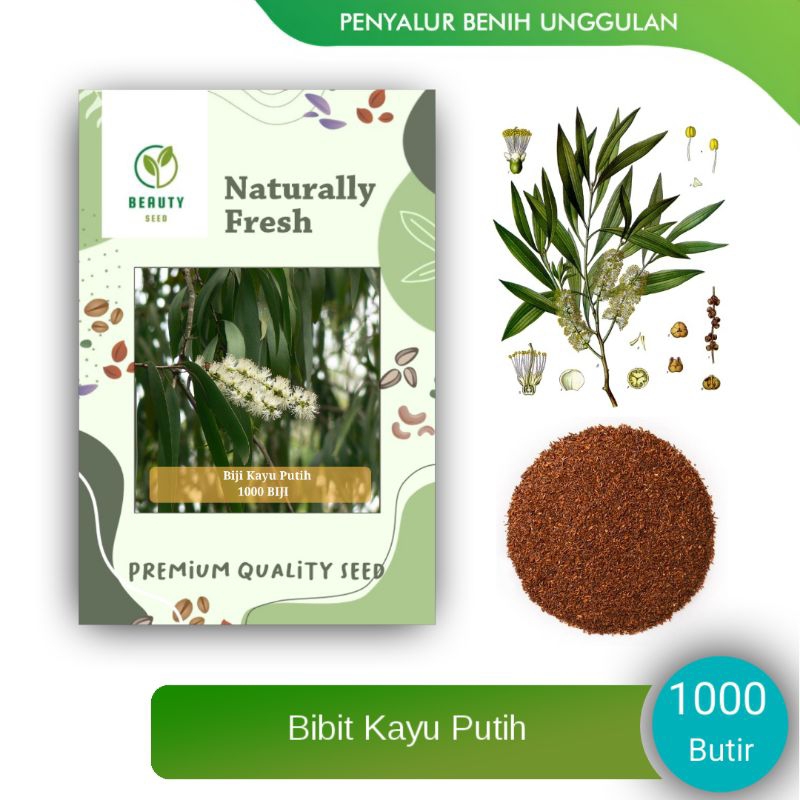 Jual Bibit Biji Pohon Kayu Putih Unggul - 1000 Butir Pohon Minyak Kayu ...