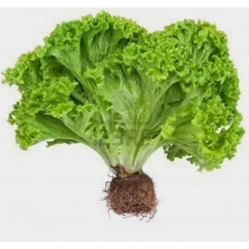 Jual sayur selada hidroponik | Shopee Indonesia