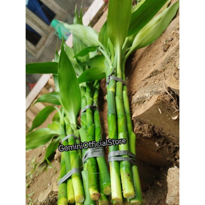 Jual Stek Bambu Hoki Sri Rejeki paketan 1 Ikat isi 5 | Shopee Indonesia