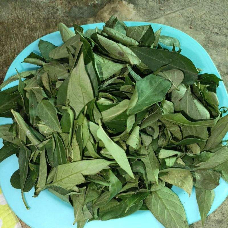 Jual Daun Sembukan / Daun Kentut Organik Tanpa Pupuk | Shopee Indonesia