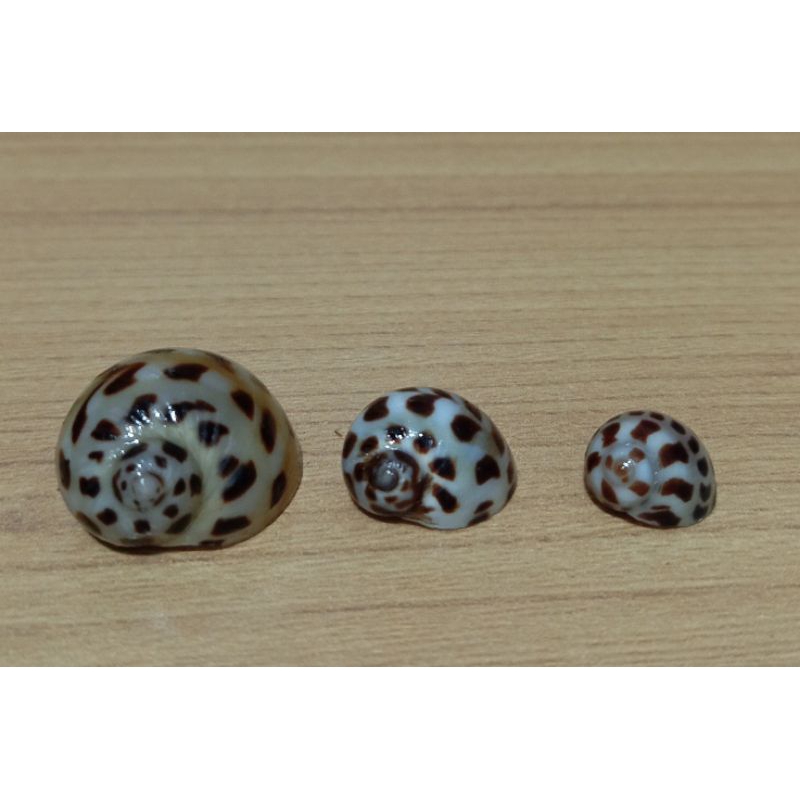 Jual cangkang kerang Naticarius onca 3 pcs | Shopee Indonesia