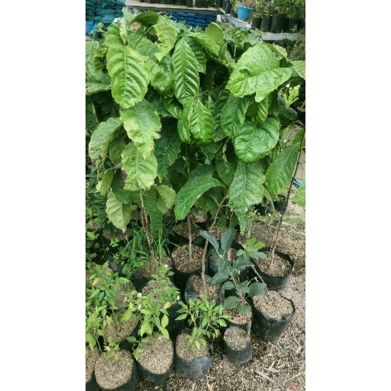 Jual Tanaman Kopi Lereng Arjuna Kota Batu Malang | Shopee Indonesia