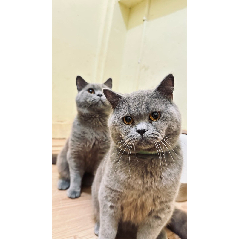 Jual Kucing British Shorthair LINE PED | Shopee Indonesia