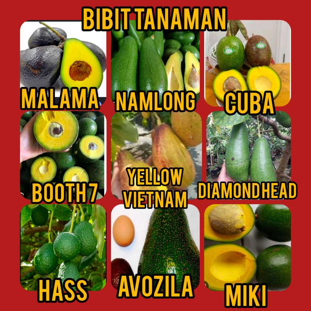 Jual Bibit Alpukat Macam Jenis | Shopee Indonesia