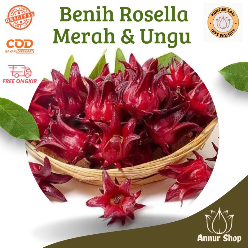 Jual 200 Biji Benih bibit rosella siap tanam | Shopee Indonesia