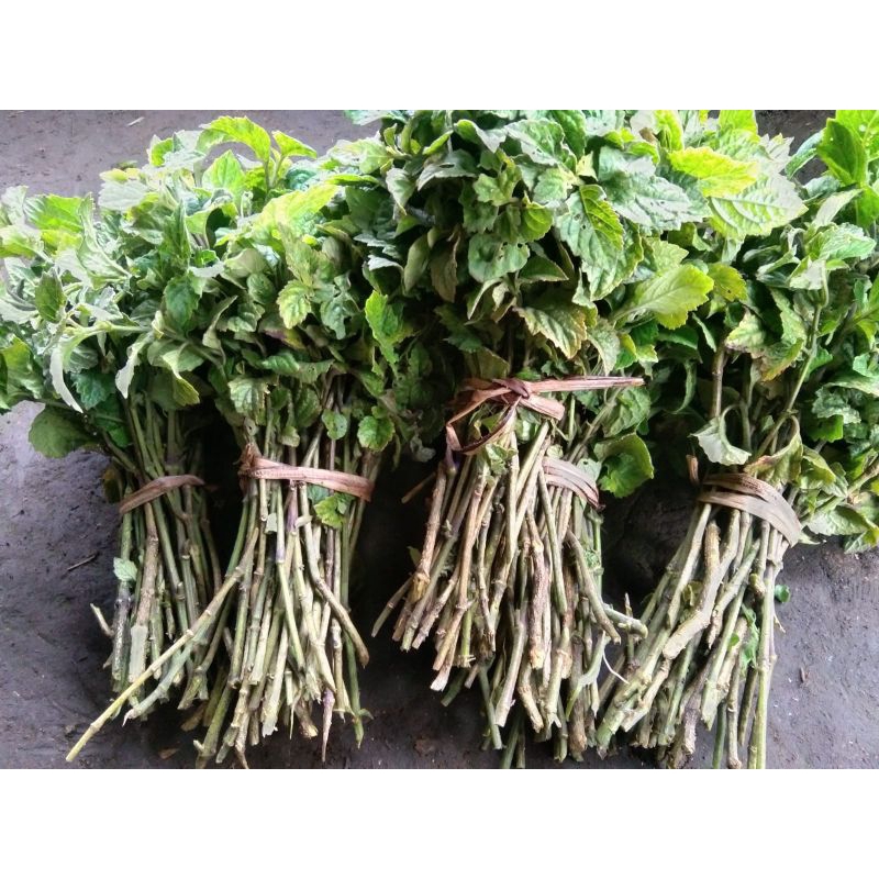 Jual bibit stek nilam(dengan pucuk)50 batang | Shopee Indonesia