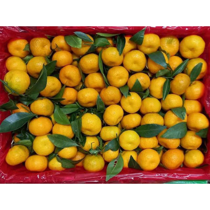 Jual JERUK SANTANG MADU DAUN 500GR MANIS FRESH SEGAR / JERUK KUNING ...