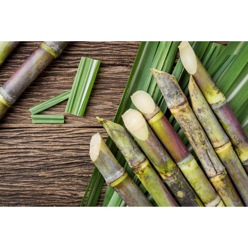 Jual Tebu manis 500grm cocok untuk makanan kumbang | Shopee Indonesia