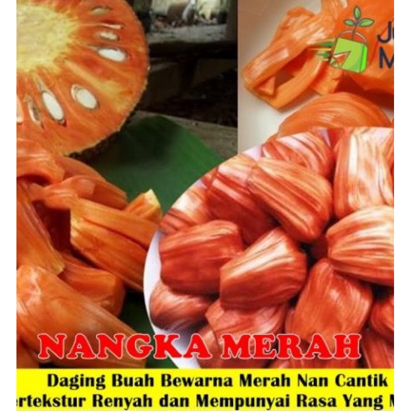 Jual Bibit Tanaman Buah Nangka Merah Madu (Daging buah warna merah dan ...