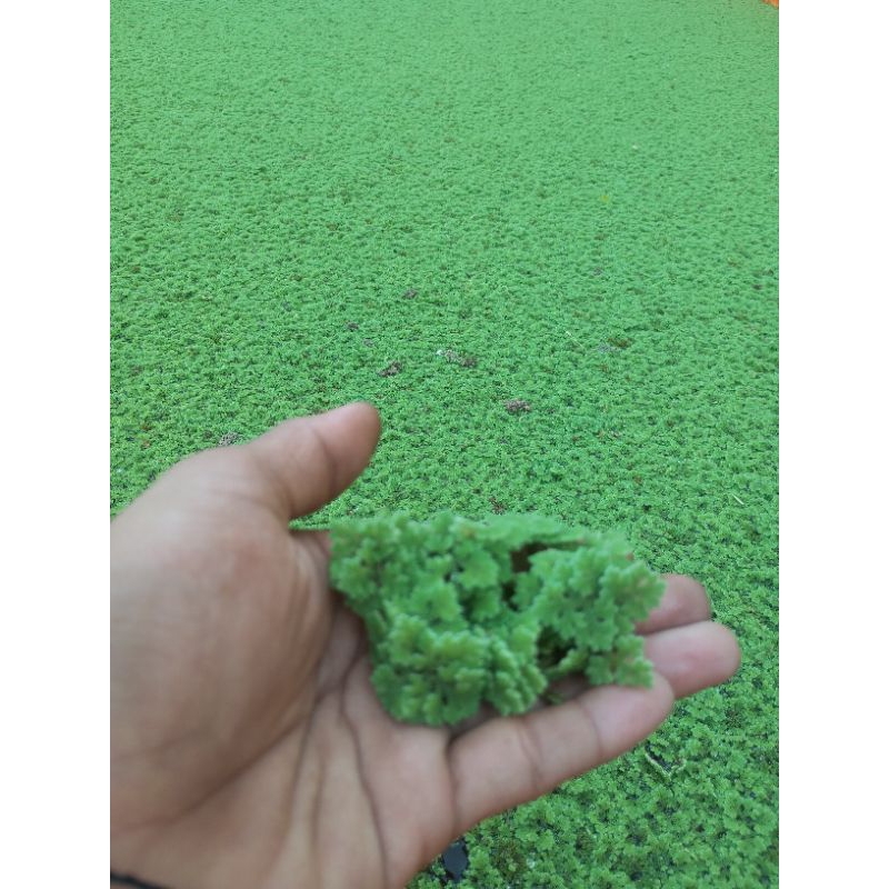 Jual bibit azolla micropylla super per 1/2 kg | Shopee Indonesia