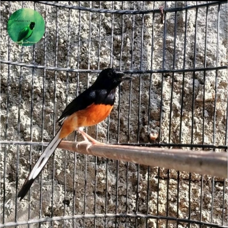 Jual Burung Murai Batu Muda Hutan Gacor Fullset | Shopee Indonesia