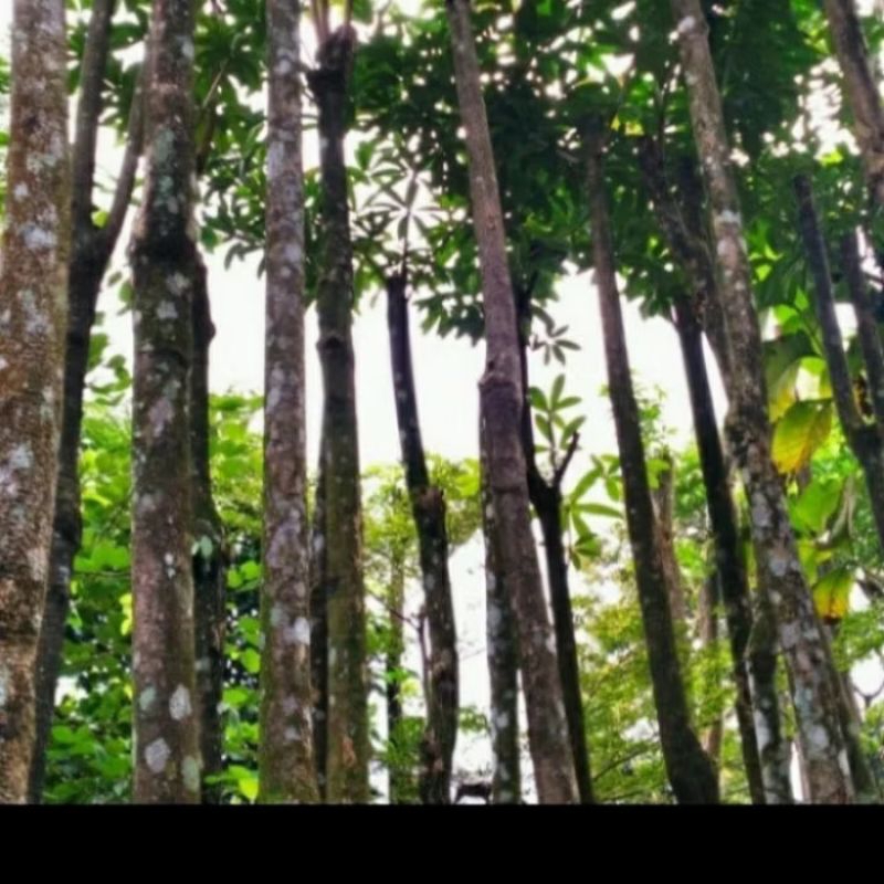 Jual pohon pelindung pule tinggi 3-5 meter, //Tanaman peneduh batang ...