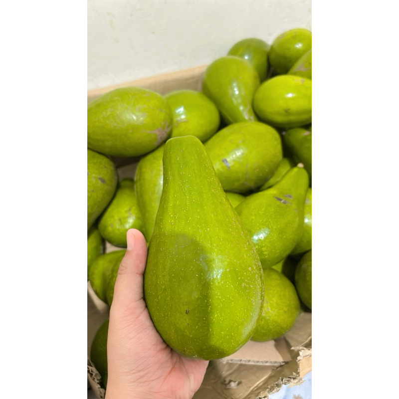 Jual Alpukat Mentega 1Kg | Shopee Indonesia