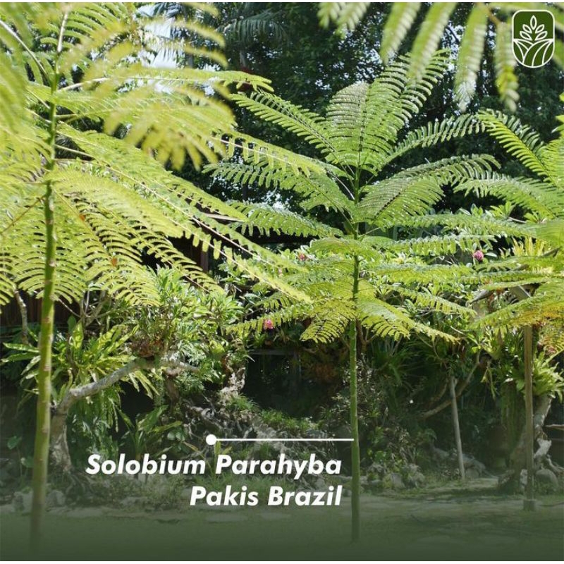 Jual Pakis brazil solobium tinggi 1 m - 60cm | Shopee Indonesia