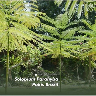 Jual Pakis Brazil Terlengkap & Harga Terbaru Desember 2025 | Shopee ...