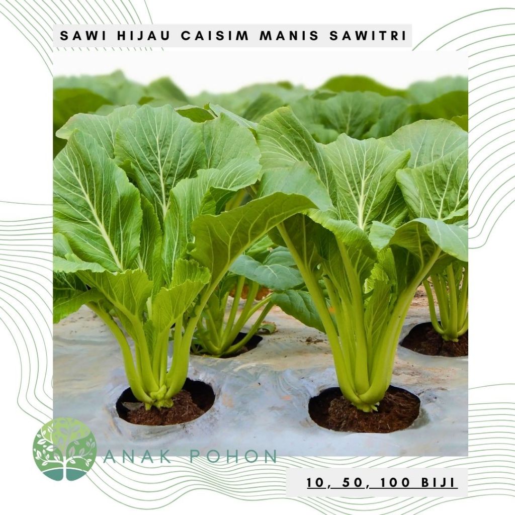 Jual Benih Bibit Biji - Sawi Hijau Manis Sawitri / Sawi Bakso Mie Ayam ...
