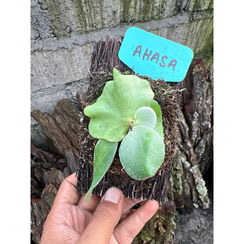 Jual Anakan Platycerium Ahasa Rawatan Murah 100K | Shopee Indonesia