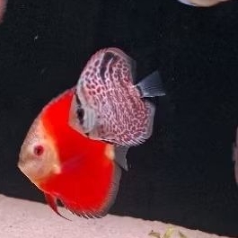 Jual hiasan aquarium discus leopard snake skin | Shopee Indonesia